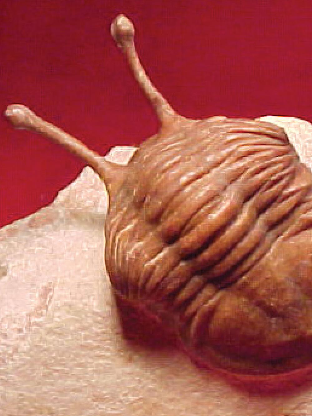 Classroom Resources | The Children's Museum of Indianapolis