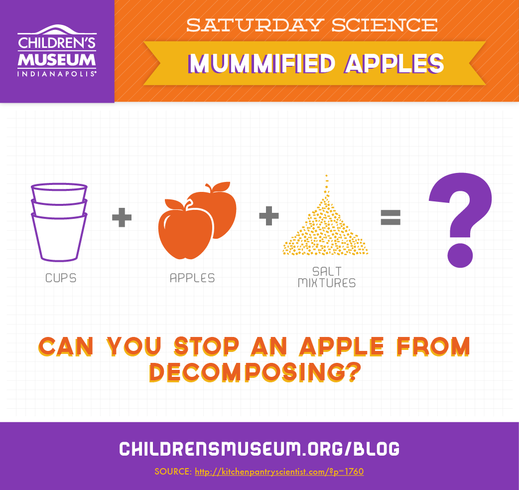 Saturday Science: Mummified Apples | The Children's Museum of Indianapolis