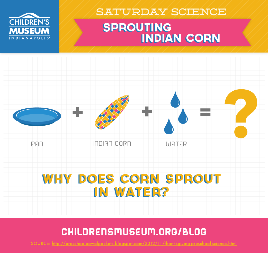 Saturday Science: Sprouting Indian Corn | The Children's Museum of ...