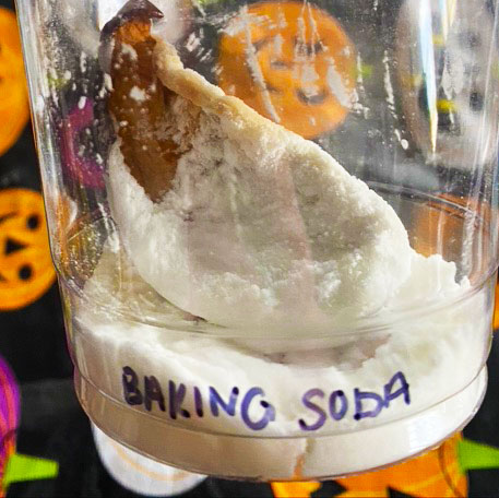 Mummified Apples Science Experiment | The Children's Museum of Indianapolis