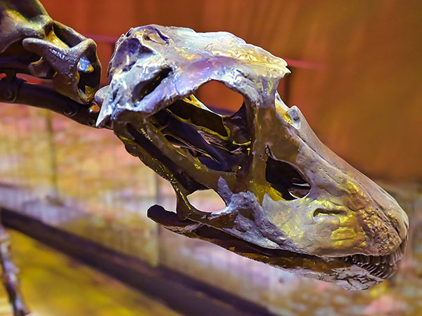 Dinosphere® | The Children's Museum of Indianapolis